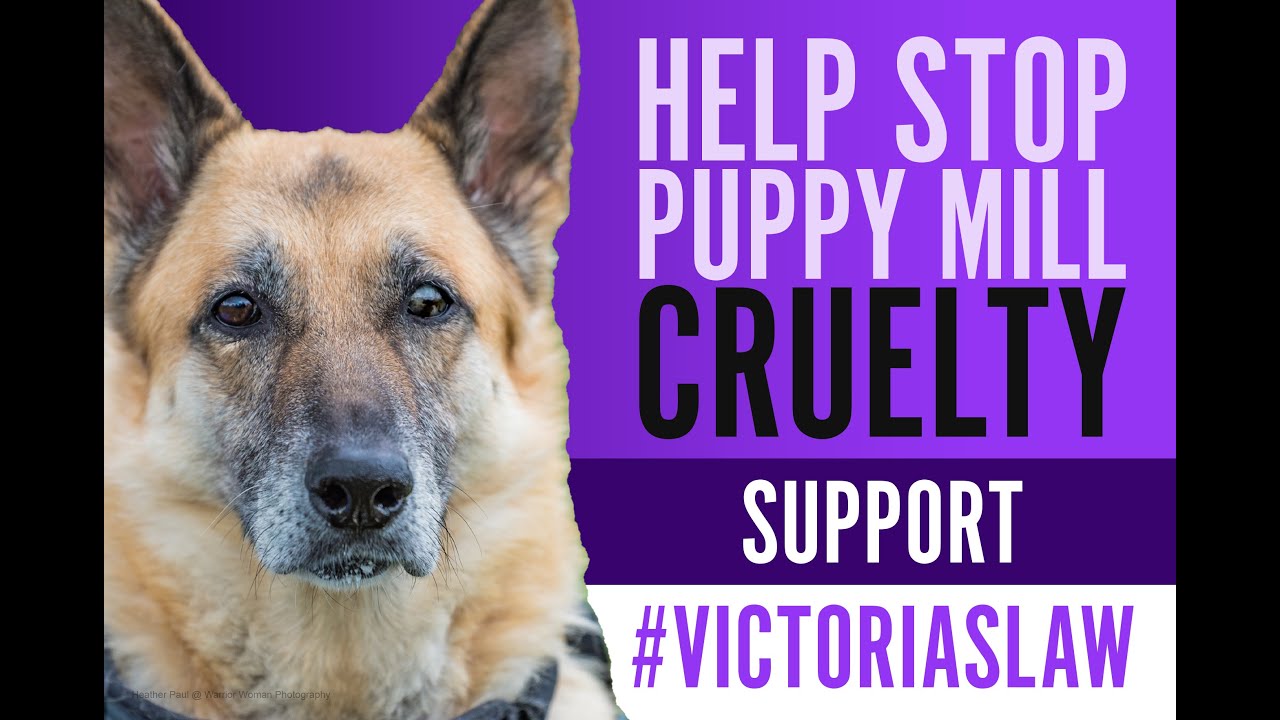Steve interviews Grace Kelly Herbert about passing Victoria's Law to ...