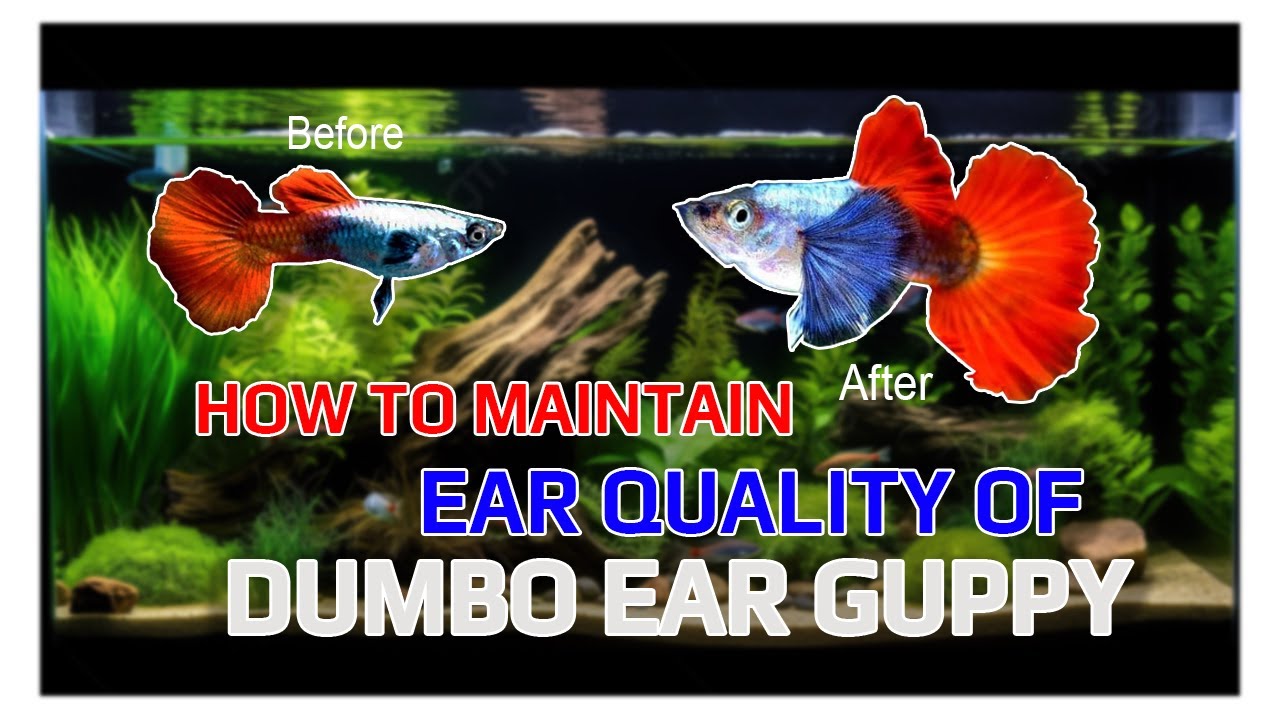 How to Maintain Ear Quality of DUMBO EAR GUPPY | কিভাবে ডাম্ব ইয়ার ...
