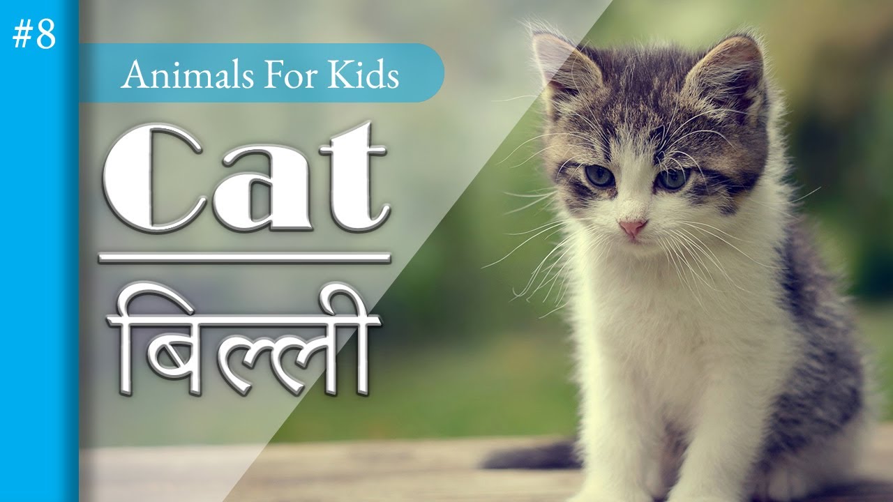 Cat for Kids: Learn All About Cat . Animal Series EP-8 #Cat #forkids # ...