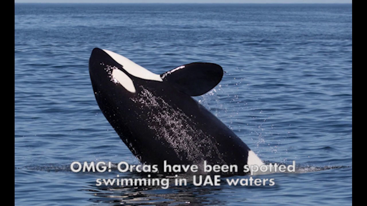 Orcas Spotted Swimming In The UAE - YouTube