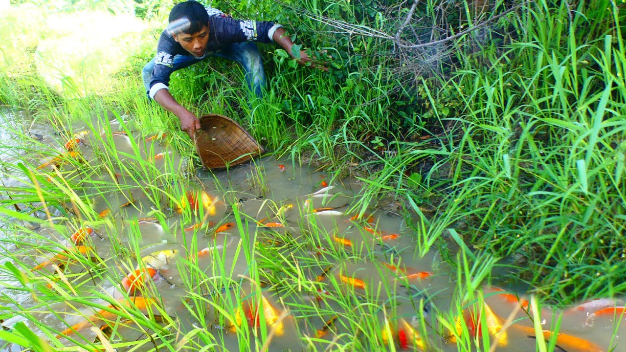 wow amazing! beautiful Koi japan and red orenda carp fish a lots in ...