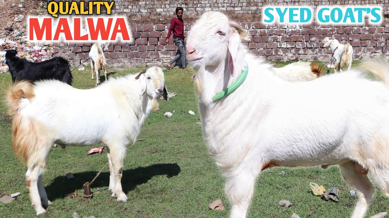 Quality Malwa Goat's Ka Collection At Syed Goat's Bhopal - YouTube