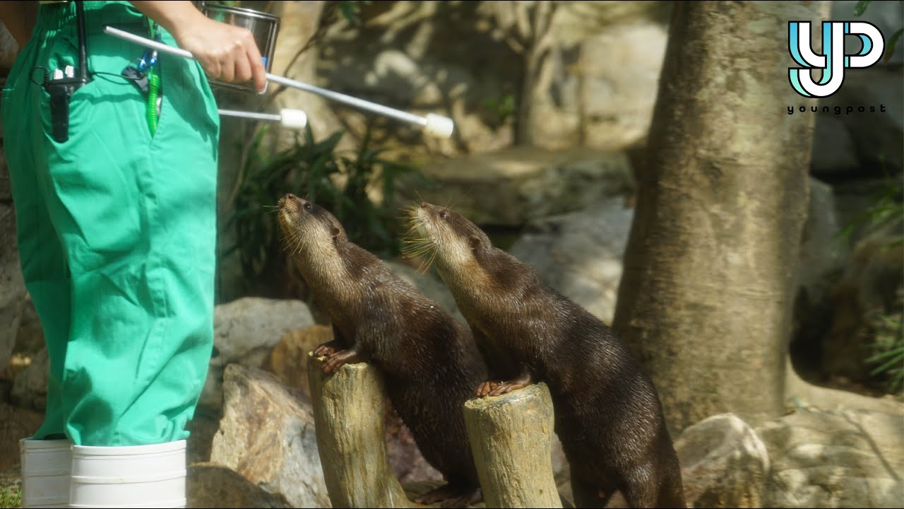 In Hong Kong, being a trainer for otter pups is less work, more play ...