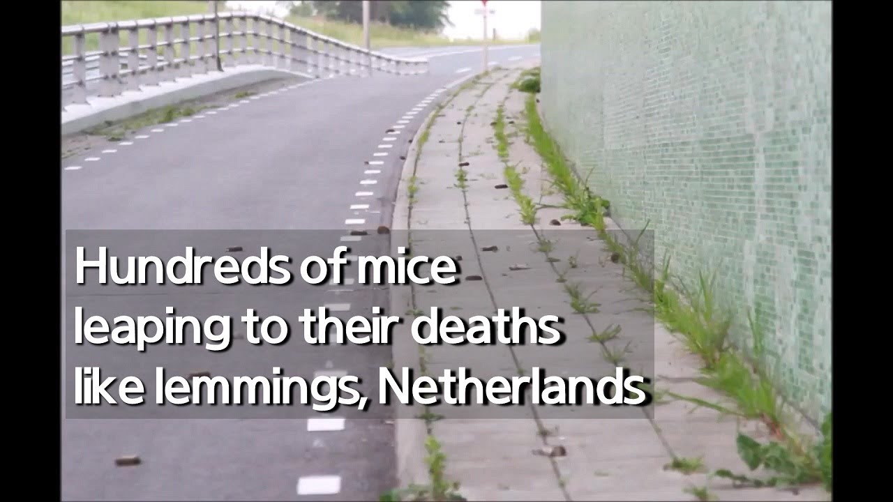 Real Footage, Hundreds of mice leaping to their deaths like lemmings ...