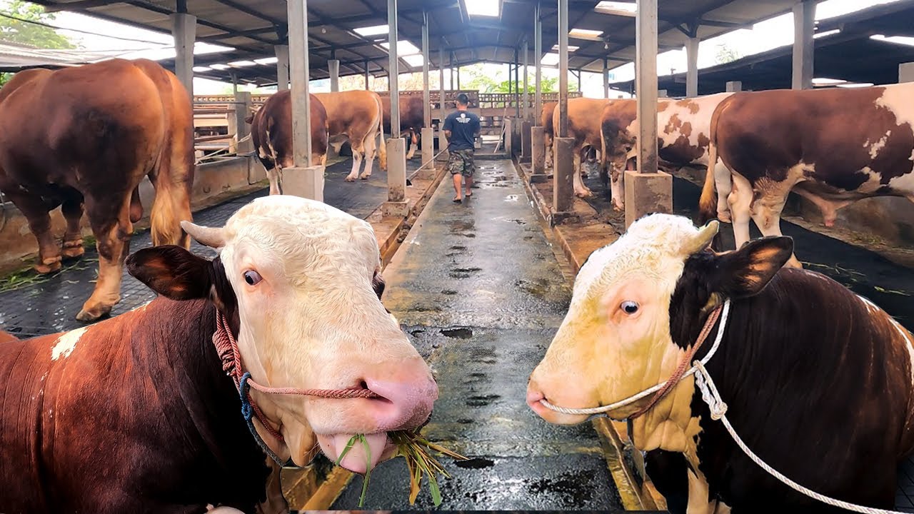 Istimewa Koleksi Sapi Sapi Super Di Berkah Mandiri Farm Untuk Stok ...