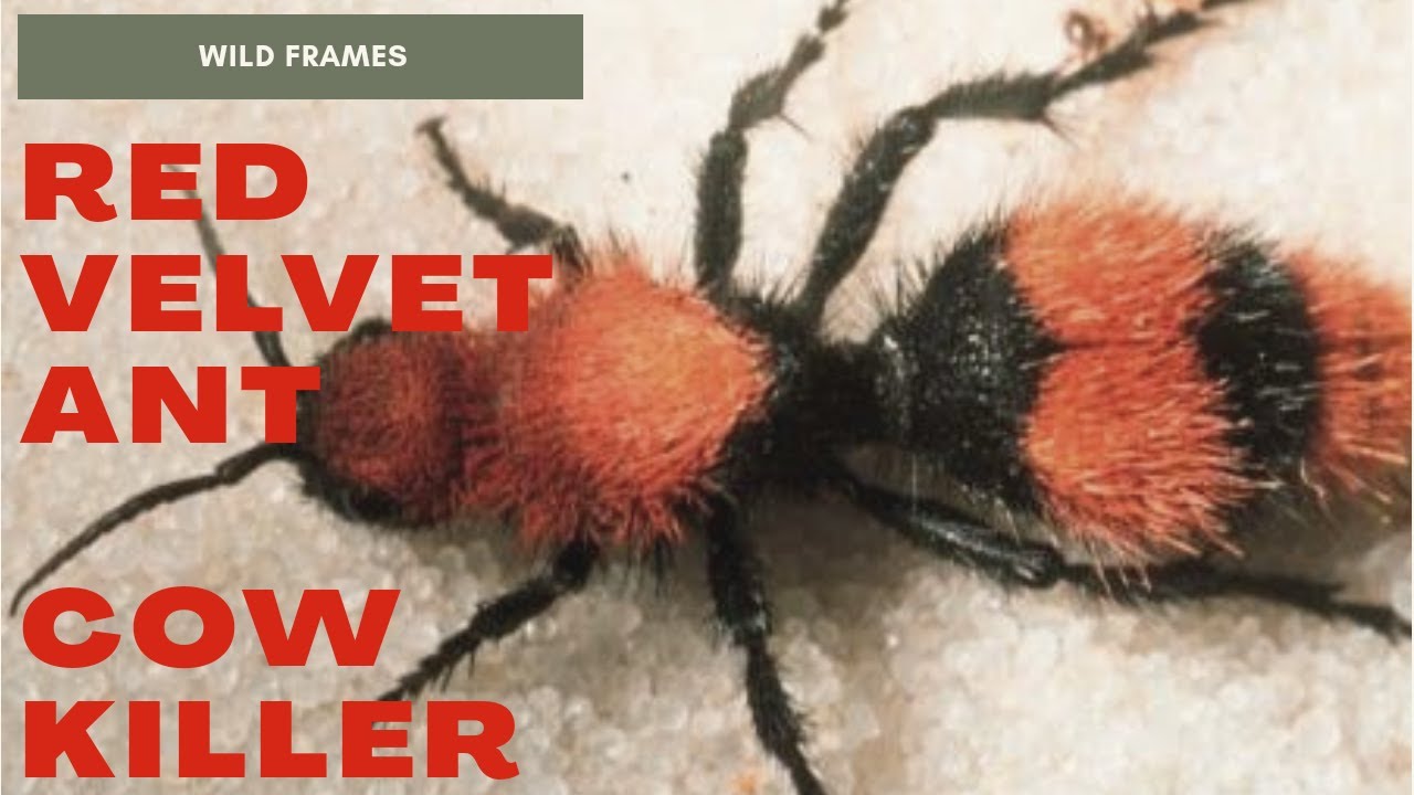 Red Velvet Ant || Cow Killer || In Kerala || Some Facts. - YouTube