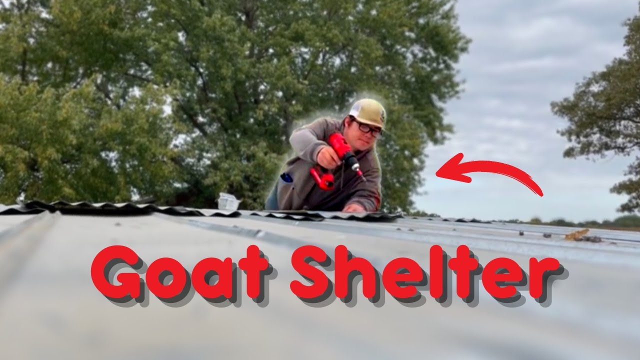 Preparing Goat's For Winter - YouTube