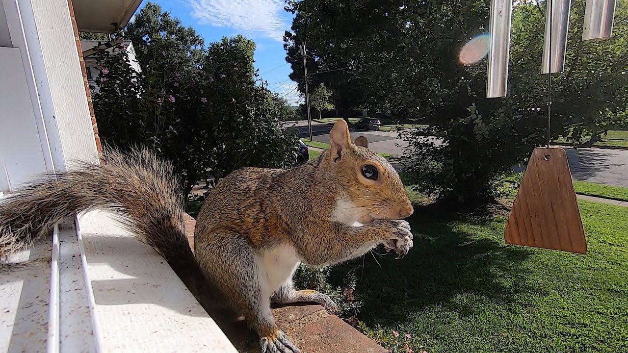 Squirrel Buddy at Kitchen Window - August 31, 2023 - YouTube