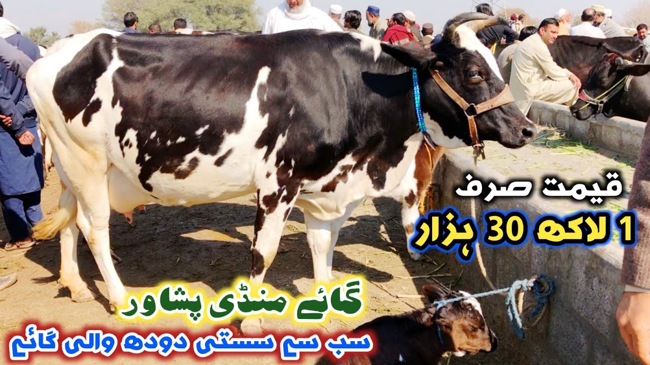Dairy Cows Mandi New Updates 2024 | Cheap Price Milk Cow Price Only ...