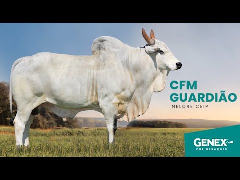 CFM GUARDIAO - TOURO NELORE CEIP - YouTube