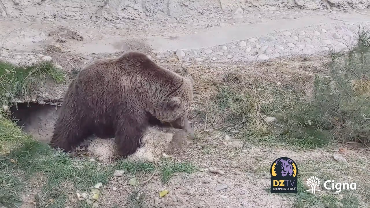 Best Life: How We Care For Naturally Solitary Animals - YouTube