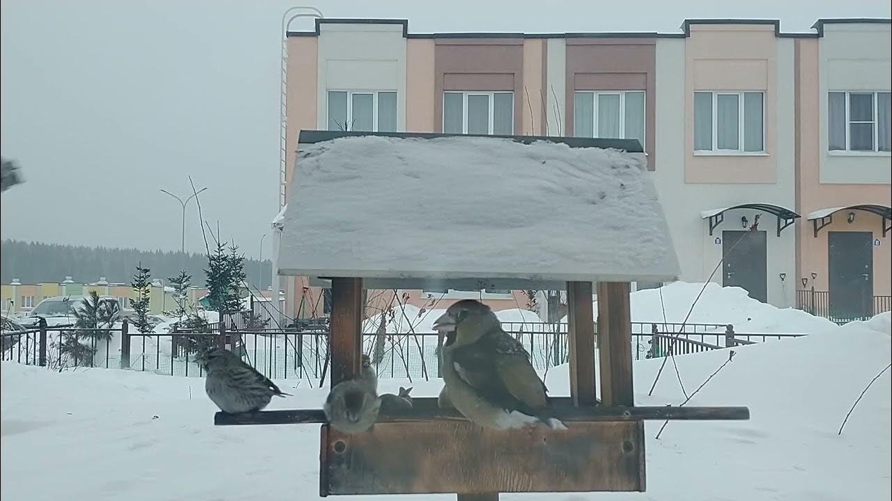 лесные гости - YouTube