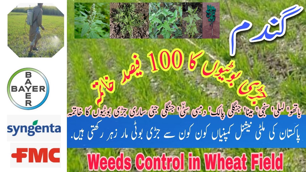 Best Weedicides for Weeds Control in Wheat Field | How to control weeds ...