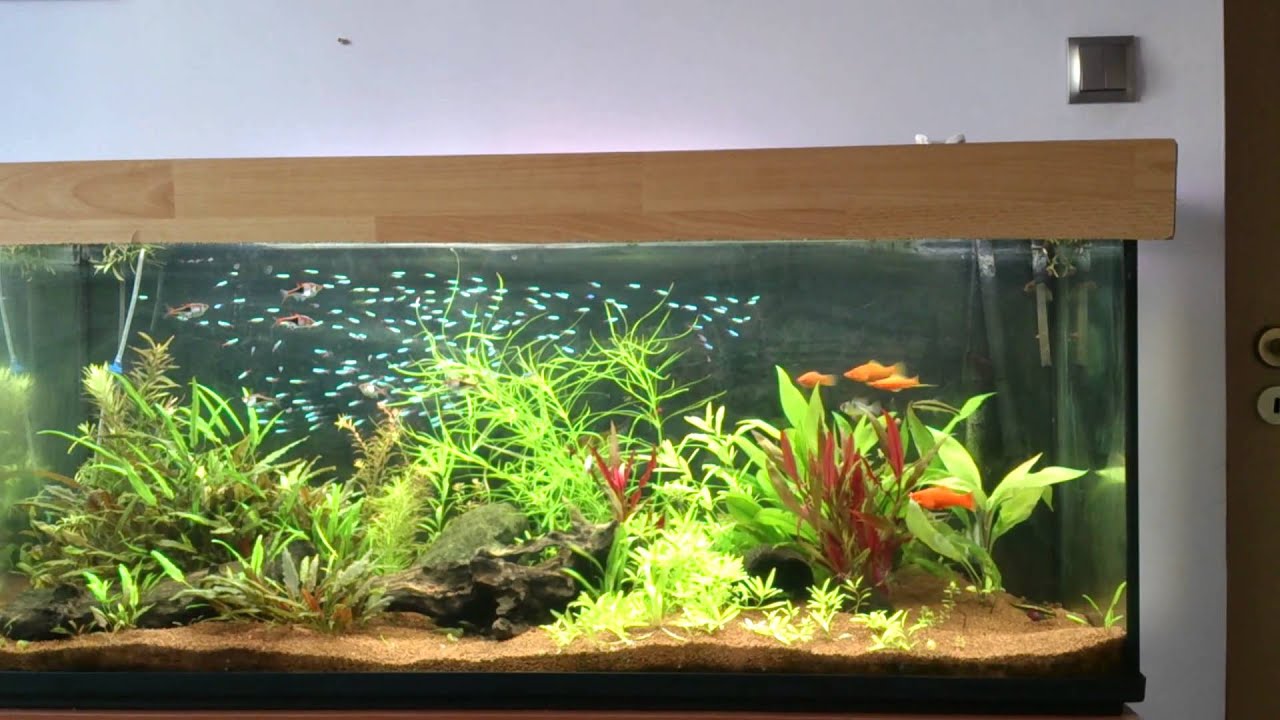 Neony ławica inessa - YouTube