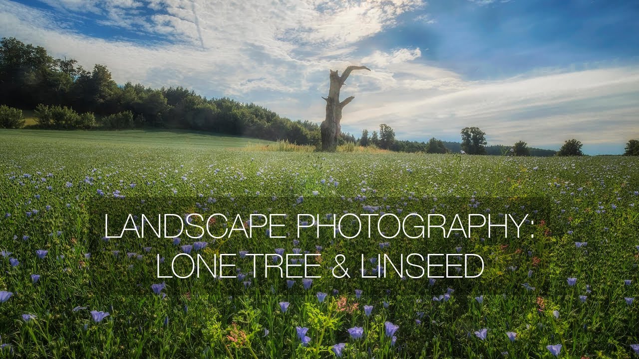 Landscape Photography: Lone Tree & Linseed - YouTube