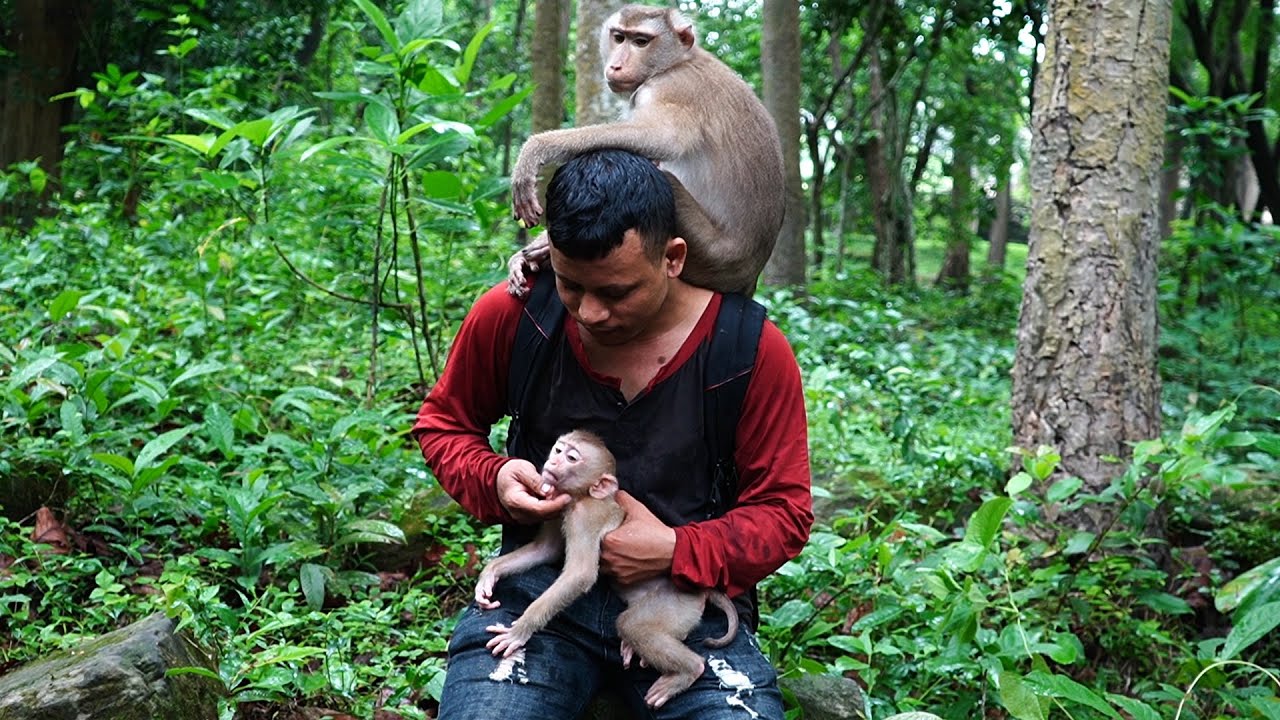 Oh New abandoned monkey jealous with Rainbow Brady while brother give ...
