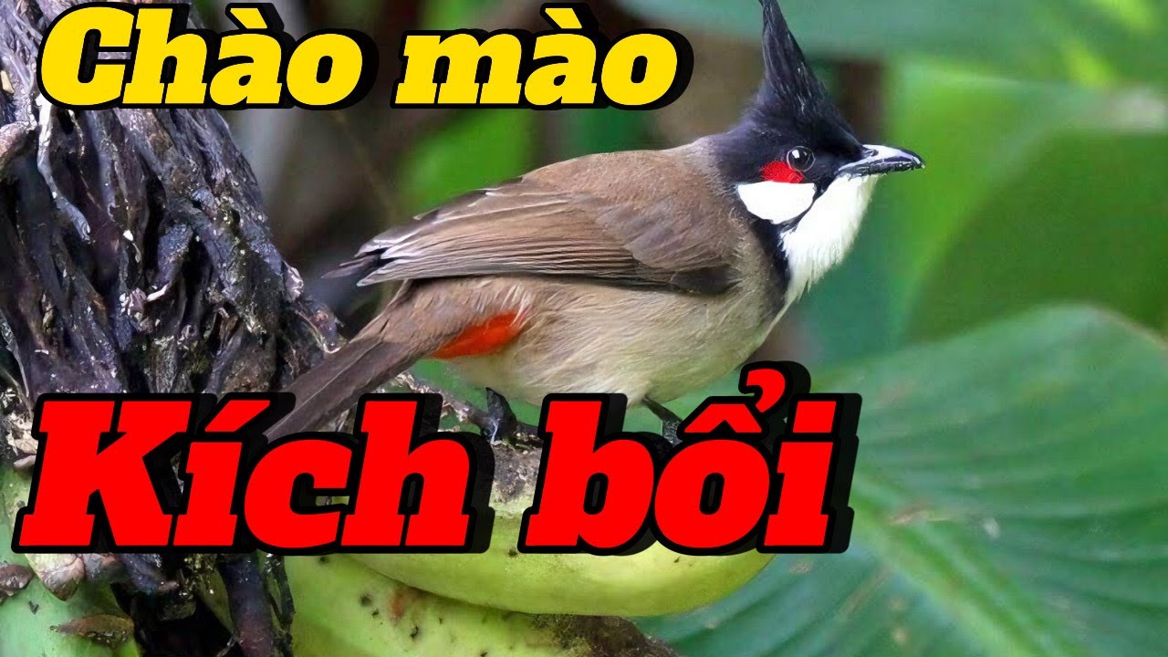 luyện giọng chào mào bổi kích bổi căng lửa | luyện giọng chim bổi |chao ...