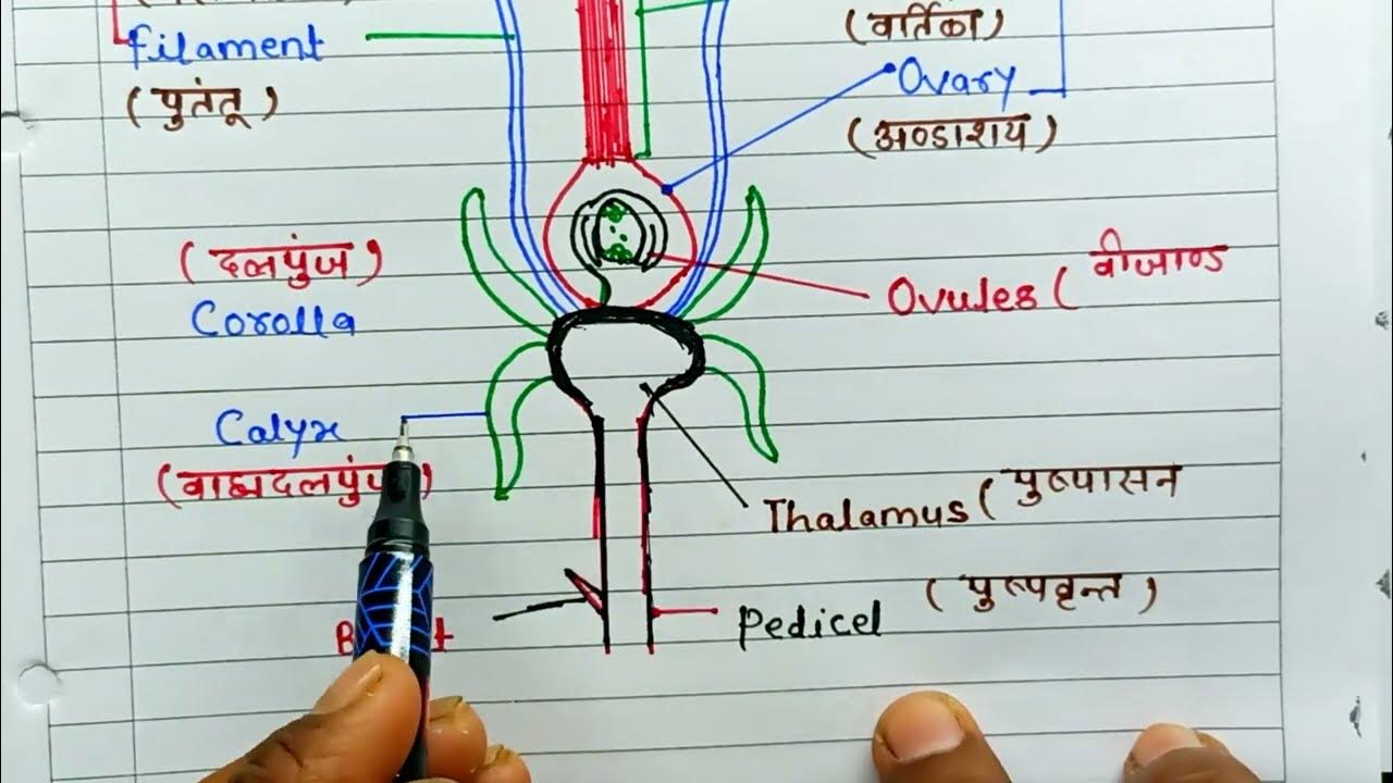 L 2 Ch 2 एक प्रारुपिक पुष्प की संरचना Structure Of A Typical Flower