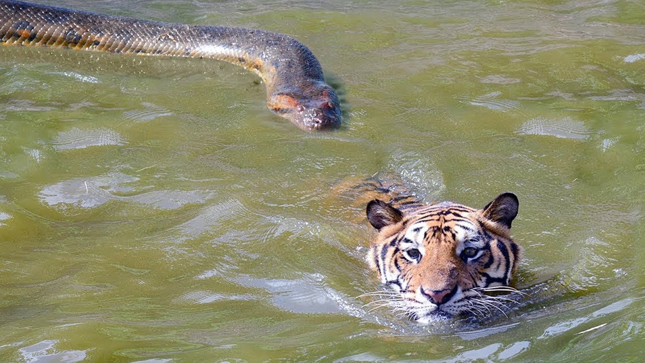 10 Animals That Could Defeat A Tiger - YouTube