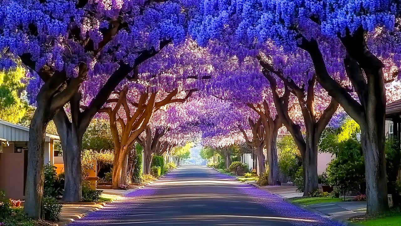 Beautiful Spring in March 🌺 Relaxing Piano Melodies Are Like a Flowing ...