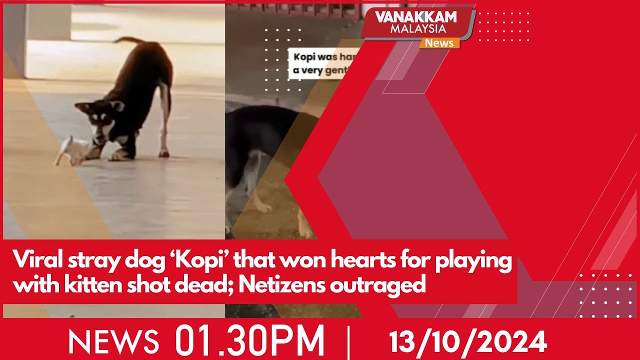 13/10/2024:Viral stray dog ‘Kopi’that won hearts for playing with ...