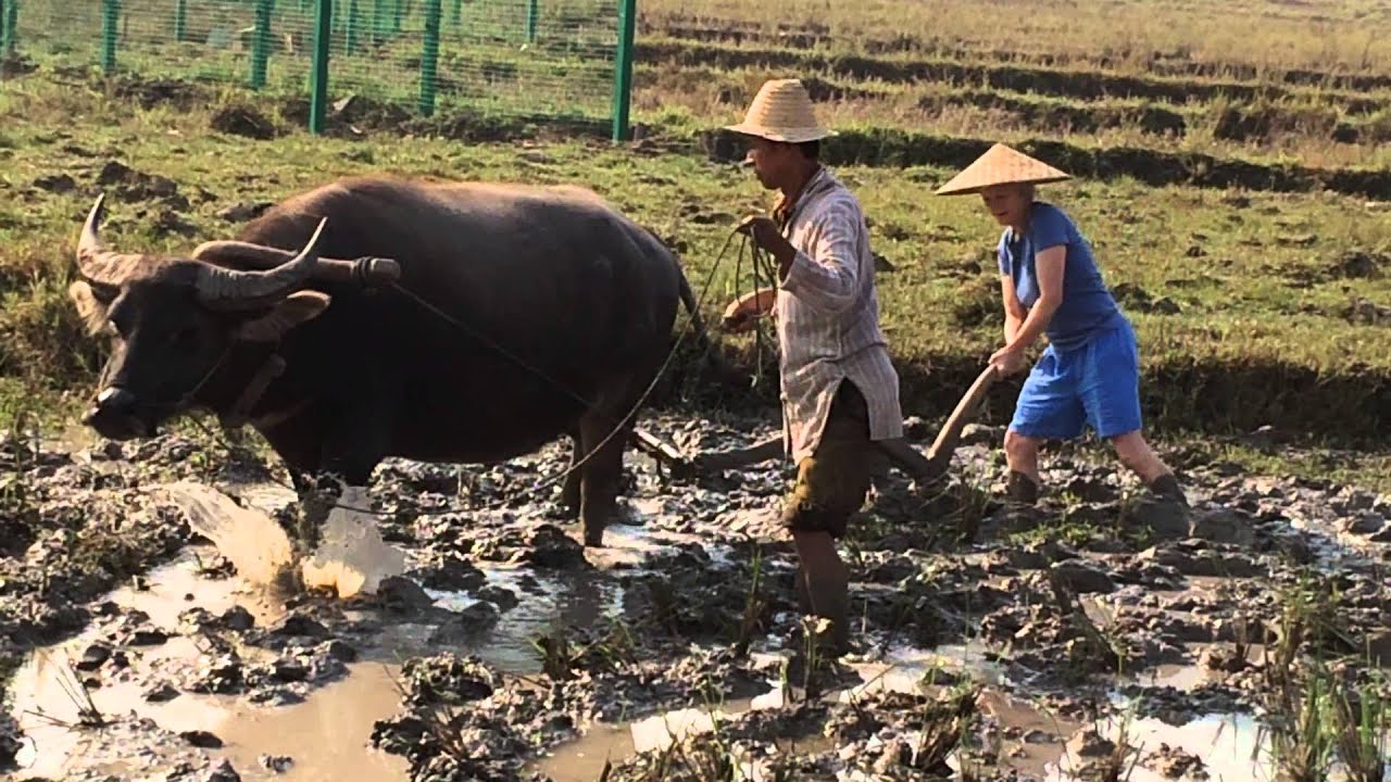 ploughing a Loa rice field behind a 1000 lb water buffalo - YouTube