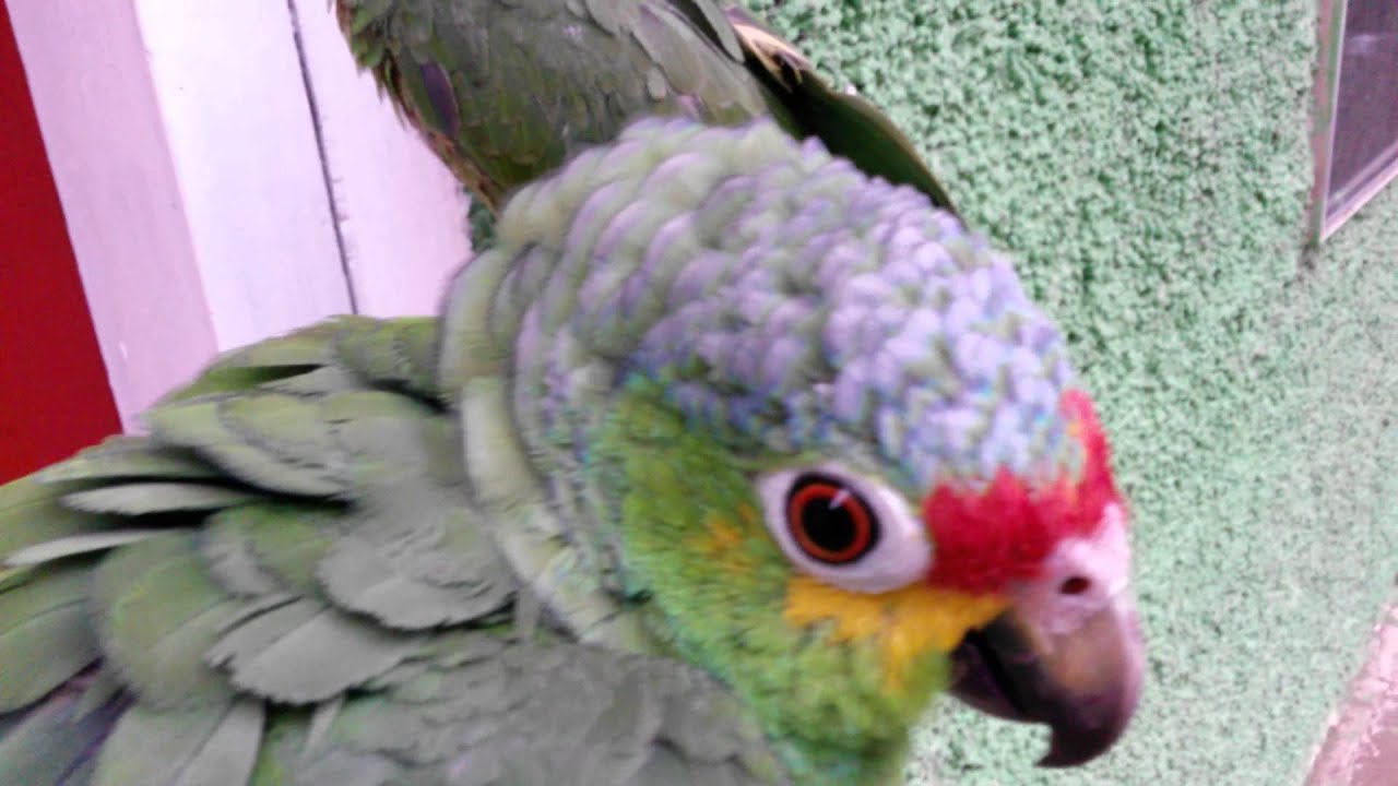 Parrots chirping 2 - YouTube