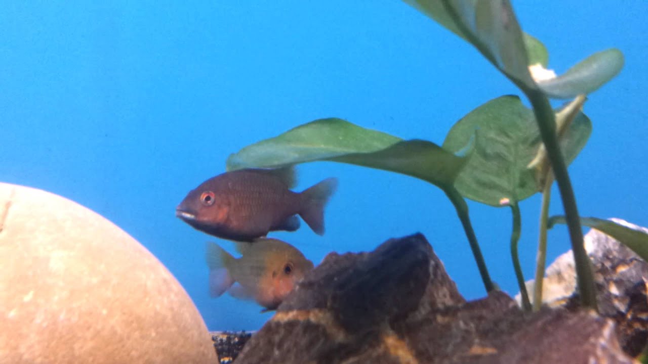 Coptodon snyderae bij Aquarium Speciaalzaak Utaka - YouTube