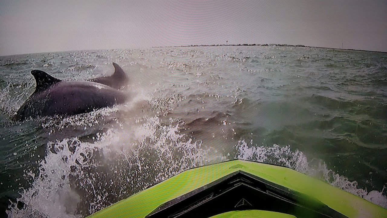 Bottlenose Dolphins Hunting In New Jersey [Seadoo Spark] - YouTube