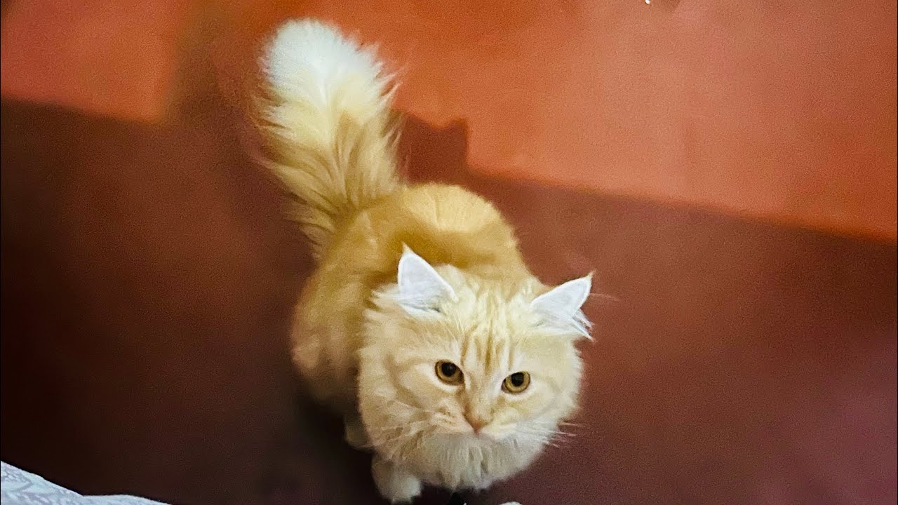 Funniest cat videos||A day with Simba||Stray cats and kittens||Cat vlogs#cat #funny #catlover # ...