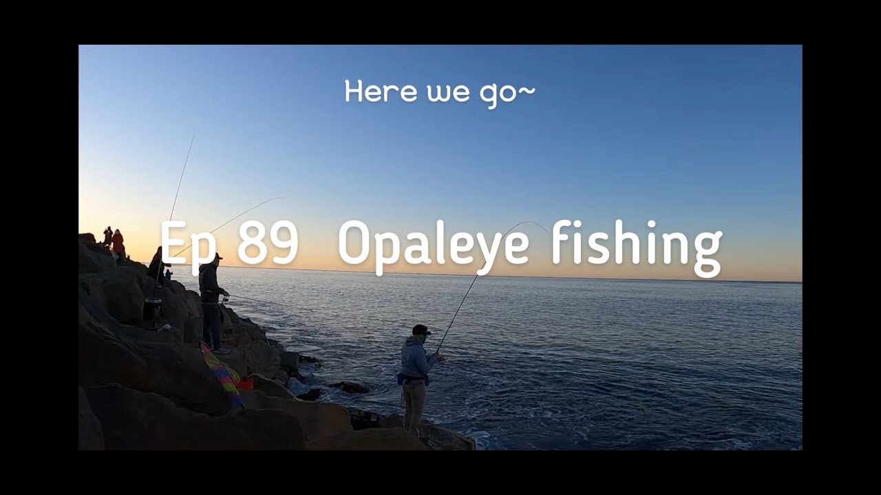 Ep 89 Opaleye Fishing - YouTube