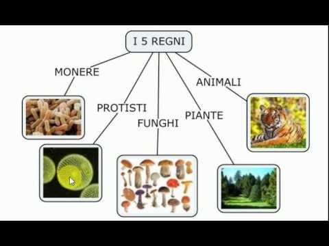 la mappa dei cinque regni D'Elia Alessandra - YouTube