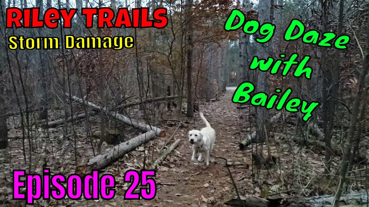 Dog Daze 🐶 Episode 25 - Roaming Riley Trails with Bailey in Holland ...