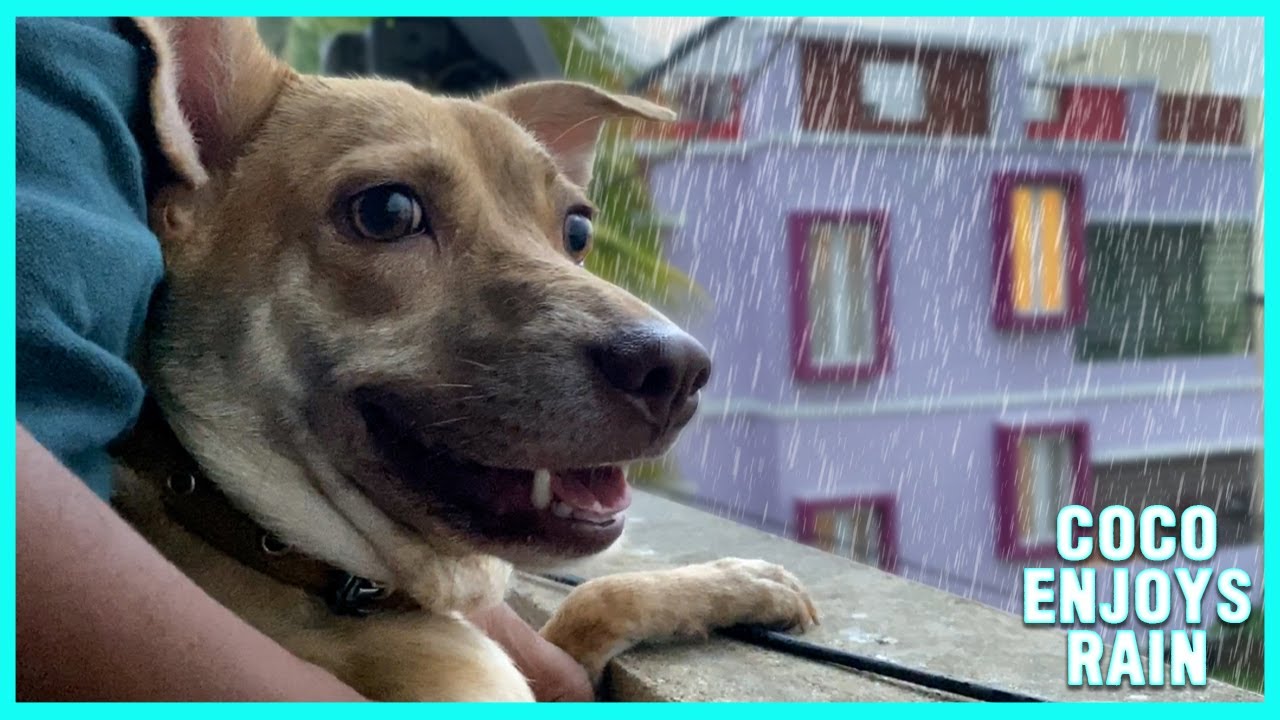 Coco's Excitement for Rain! - YouTube