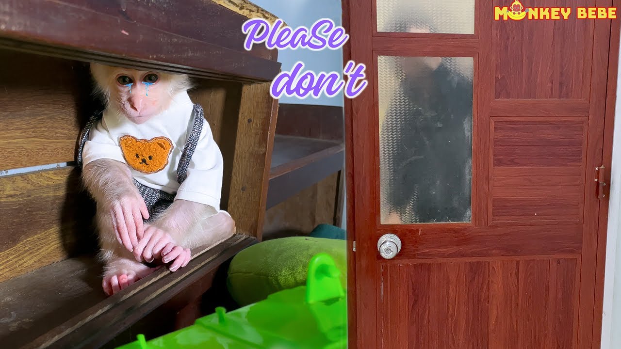 BeBe Monkey has to hide every time he hears his father's brother's ...