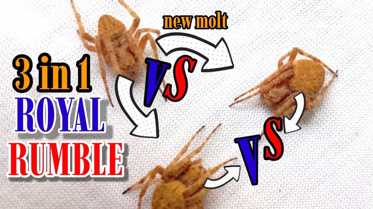 Spider fight / Royal Rumble | 3-in-1 Matira matibay - YouTube