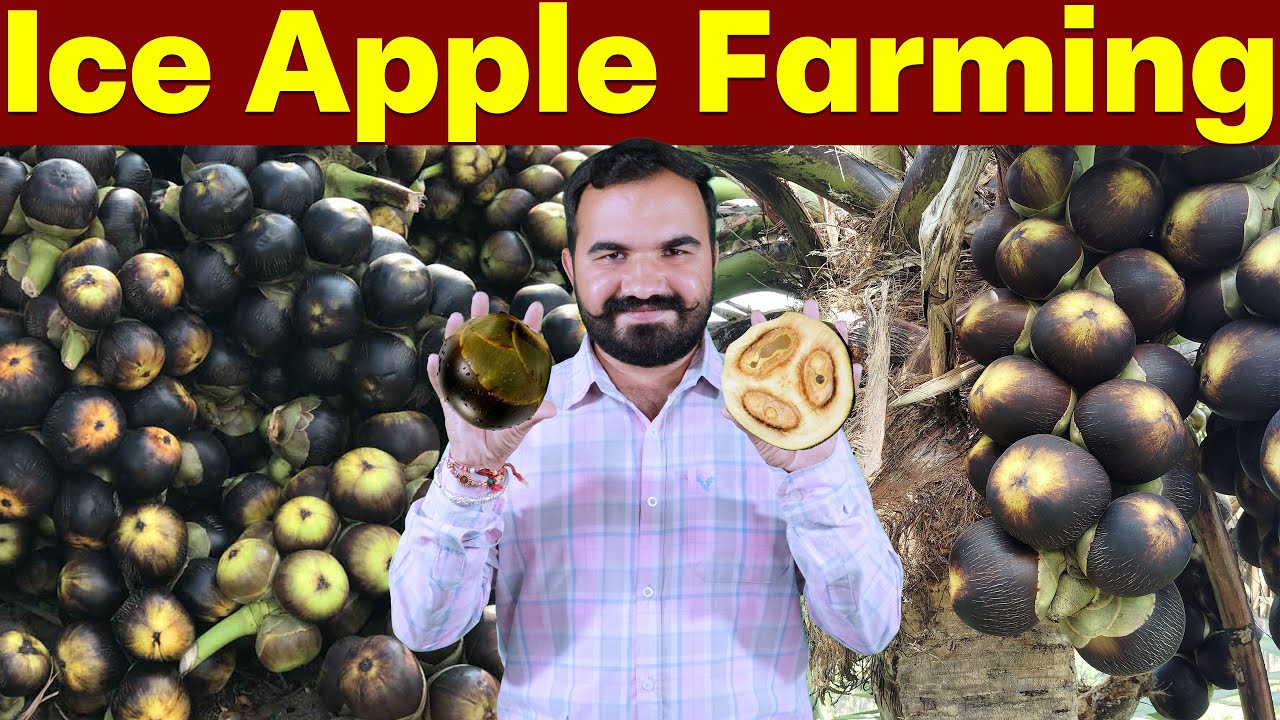 Ice Apple Farming in India | How to Start | ताड़गोला खेती | Nungu Fruit ...