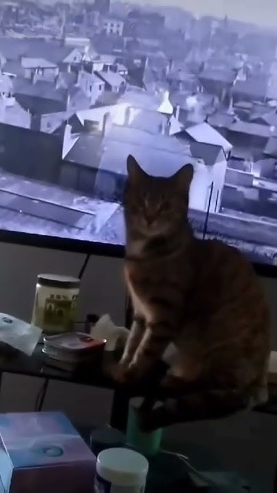 my cat wants attention #cat #viral - YouTube