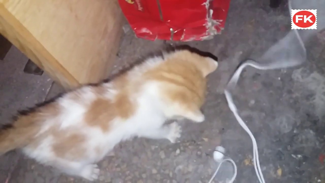 The Best Of The cat Attack Amazing Moments Of Wild Animal Fights! - YouTube