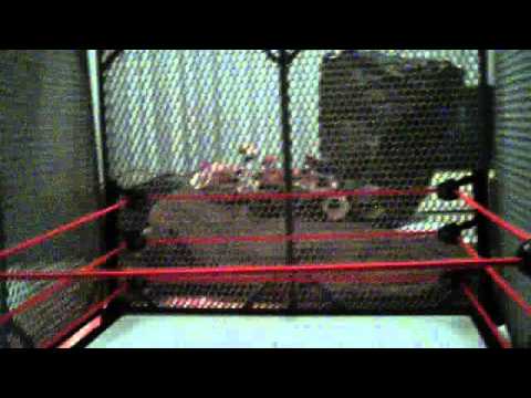 wwe ring catch - YouTube