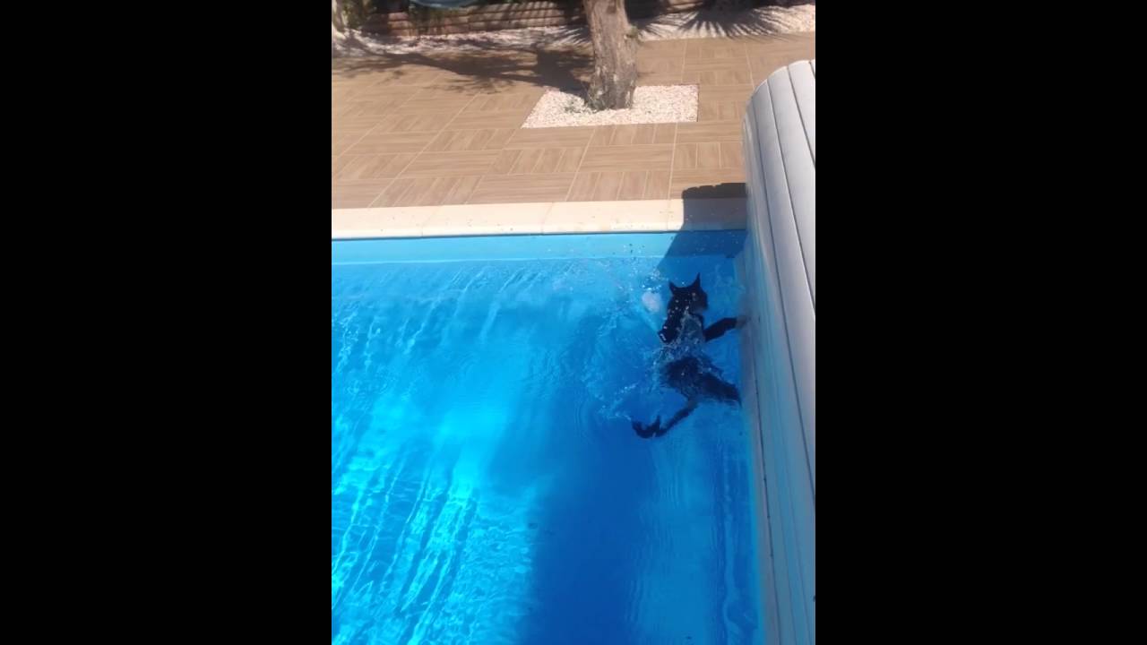 Epic cat fail in the swimming pool 2016 - YouTube