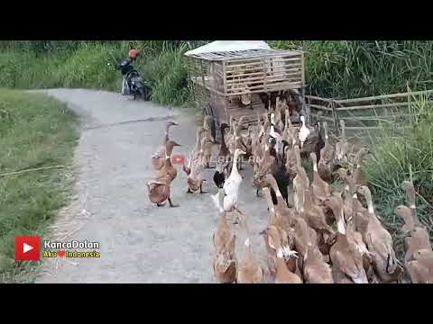 Giring Pasukan Bebek masuk Gerobak Angon