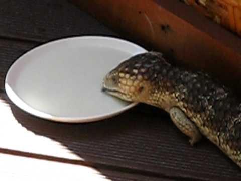 We give a bobtail lizard milk - YouTube