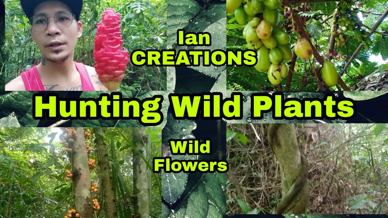 Hunting Wild Plants/Wild Flowers - YouTube