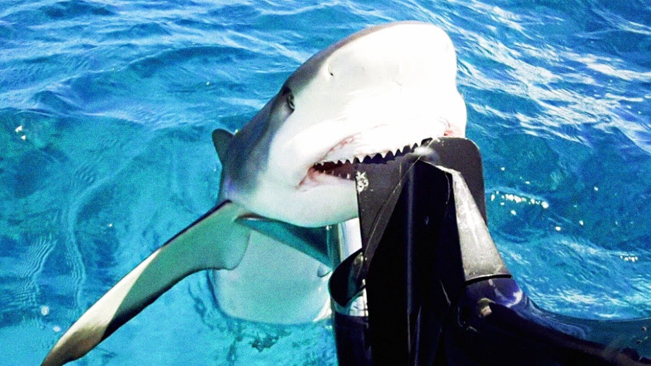 Rare Footage of Sea Monster Attacks on Boats - YouTube