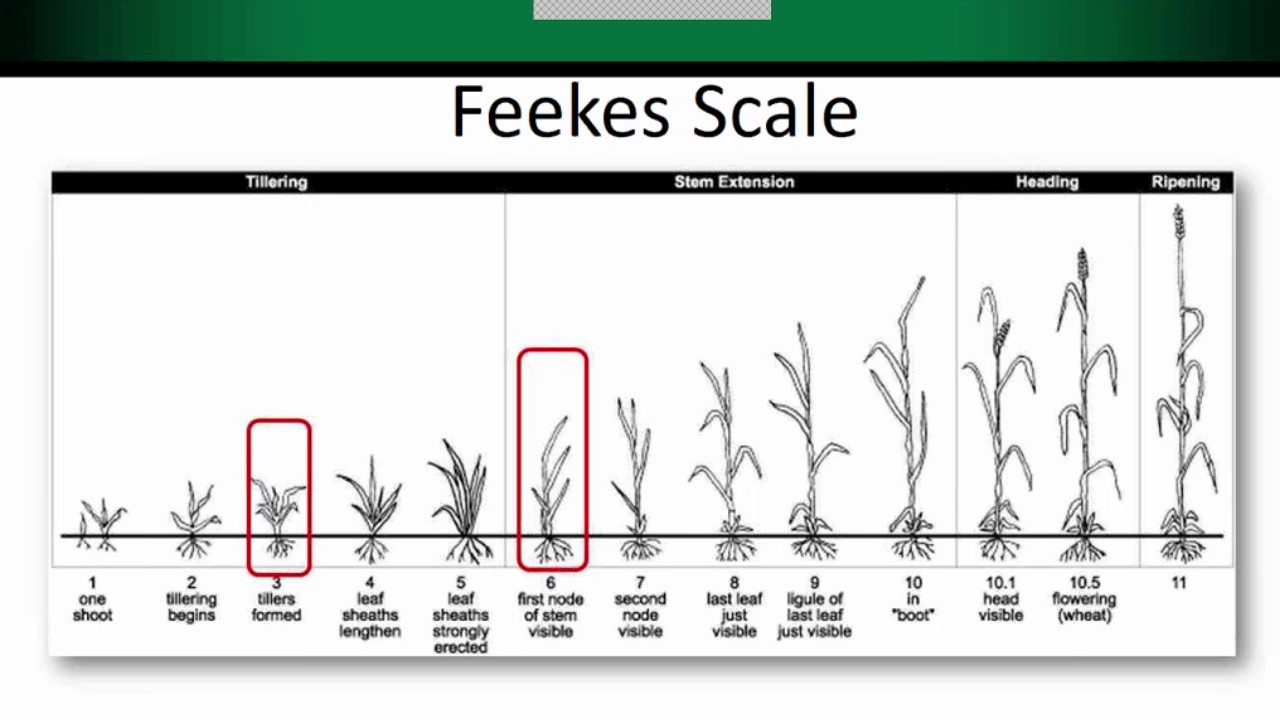 Beck’s Agronomy Webinar: Assessing Freeze Damage in Wheat - YouTube
