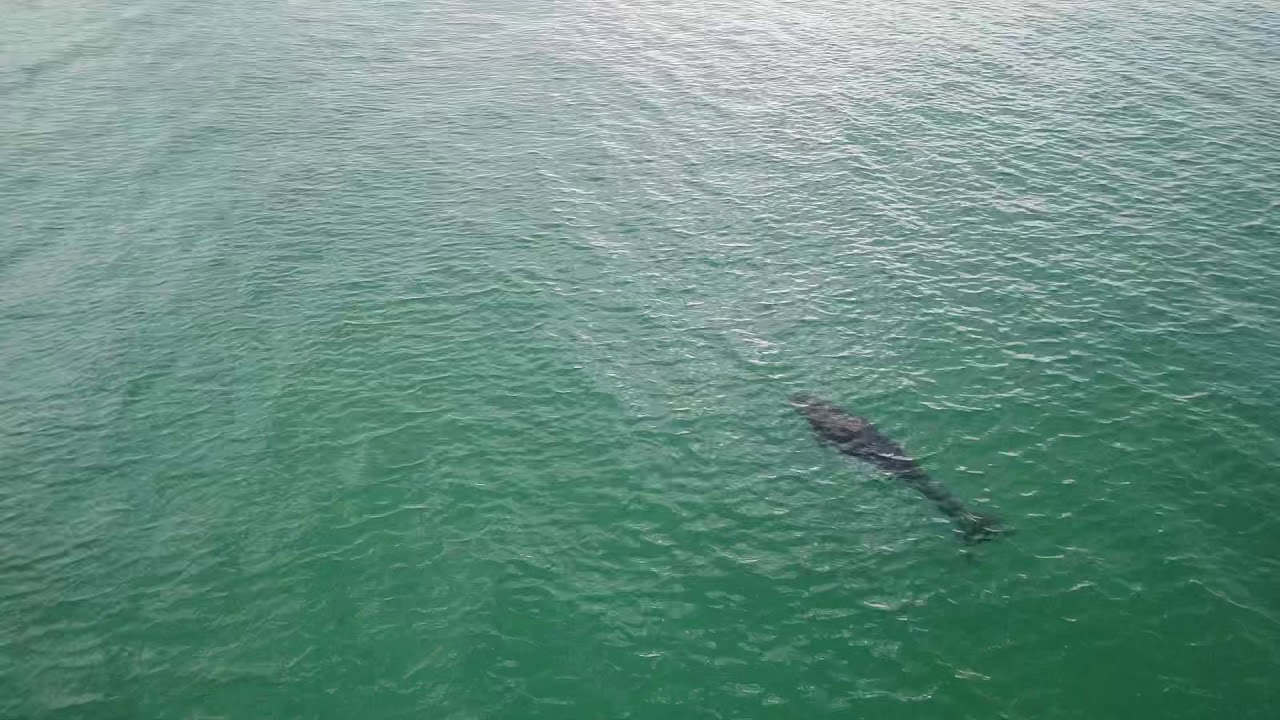 Shark following dolphin - YouTube