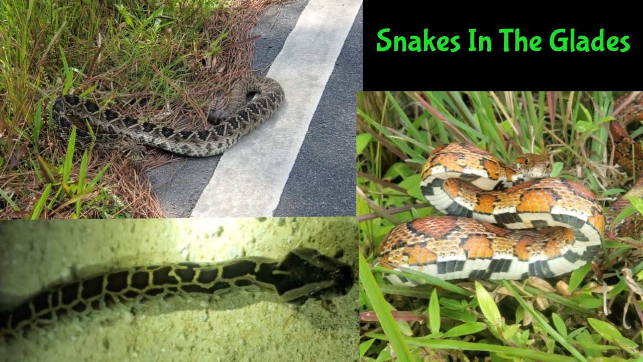 Finding Cool Snakes In The Everglades - YouTube