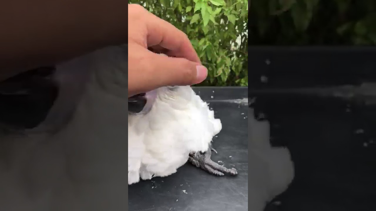 Baby Alba ABS Birdshop solo - YouTube