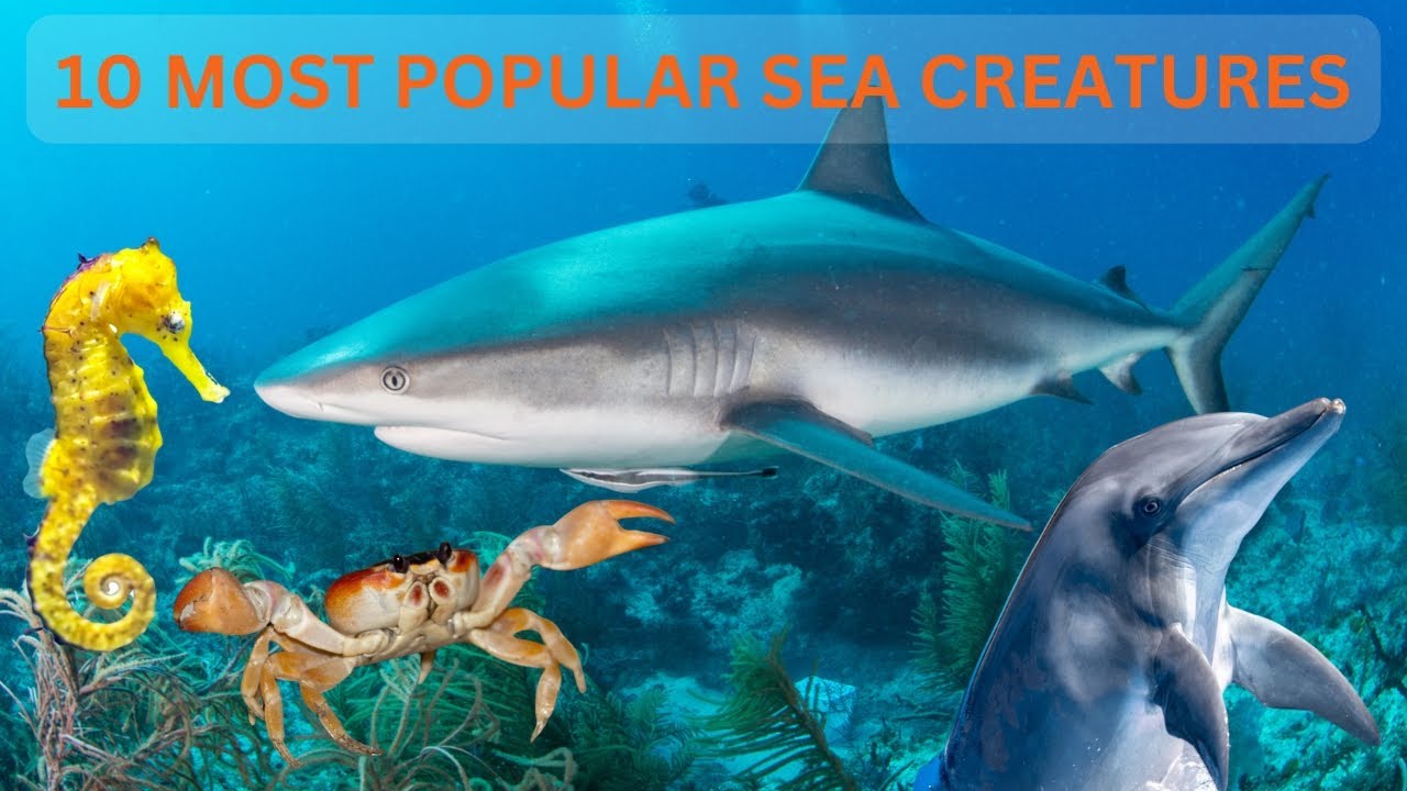 10 Most Popular Sea Creatures For Kids - YouTube